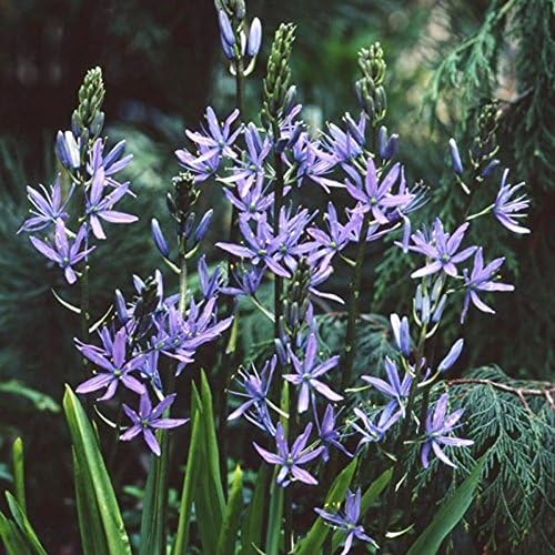 Camassia Leichtlinii Caerulea 2 by Taylors Bulbs : Amazon.co.uk: Garden