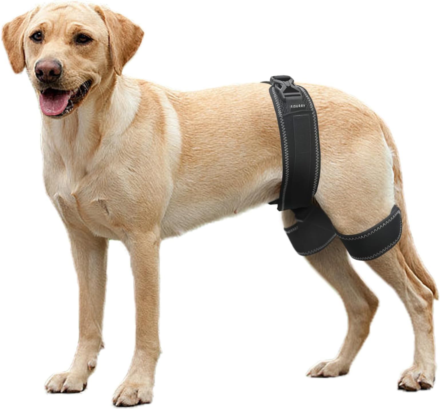 Amazon.com : Dog Knee Brace, Dog Leg Brace for ACL Support with ...