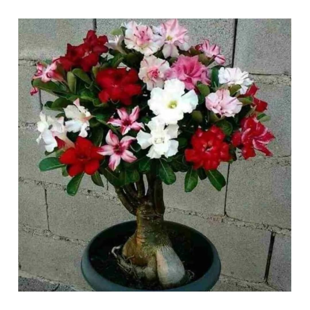 Hybrid Adenium Live Plant in Pot - Multi-Colored Flowering, 12-Month ...