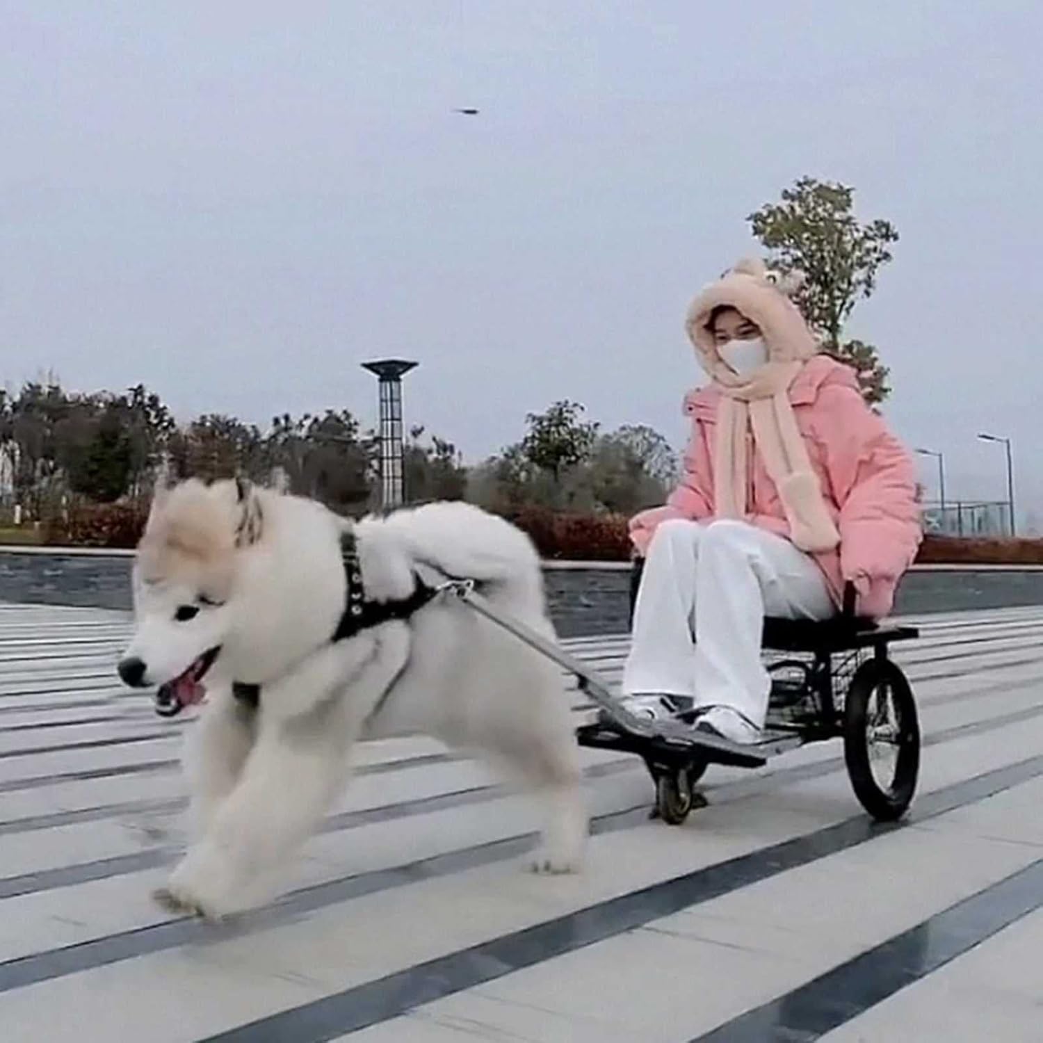 Amazon.com: Pet Trailer Dog Trailer, Two-Wheel Grocery Carts and Dog ...