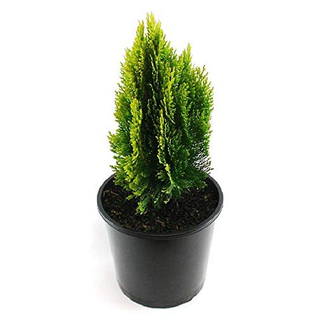 Creative Farmer Live Plant Thuja (Mor Pankh) Ornamental Occidentalis ...