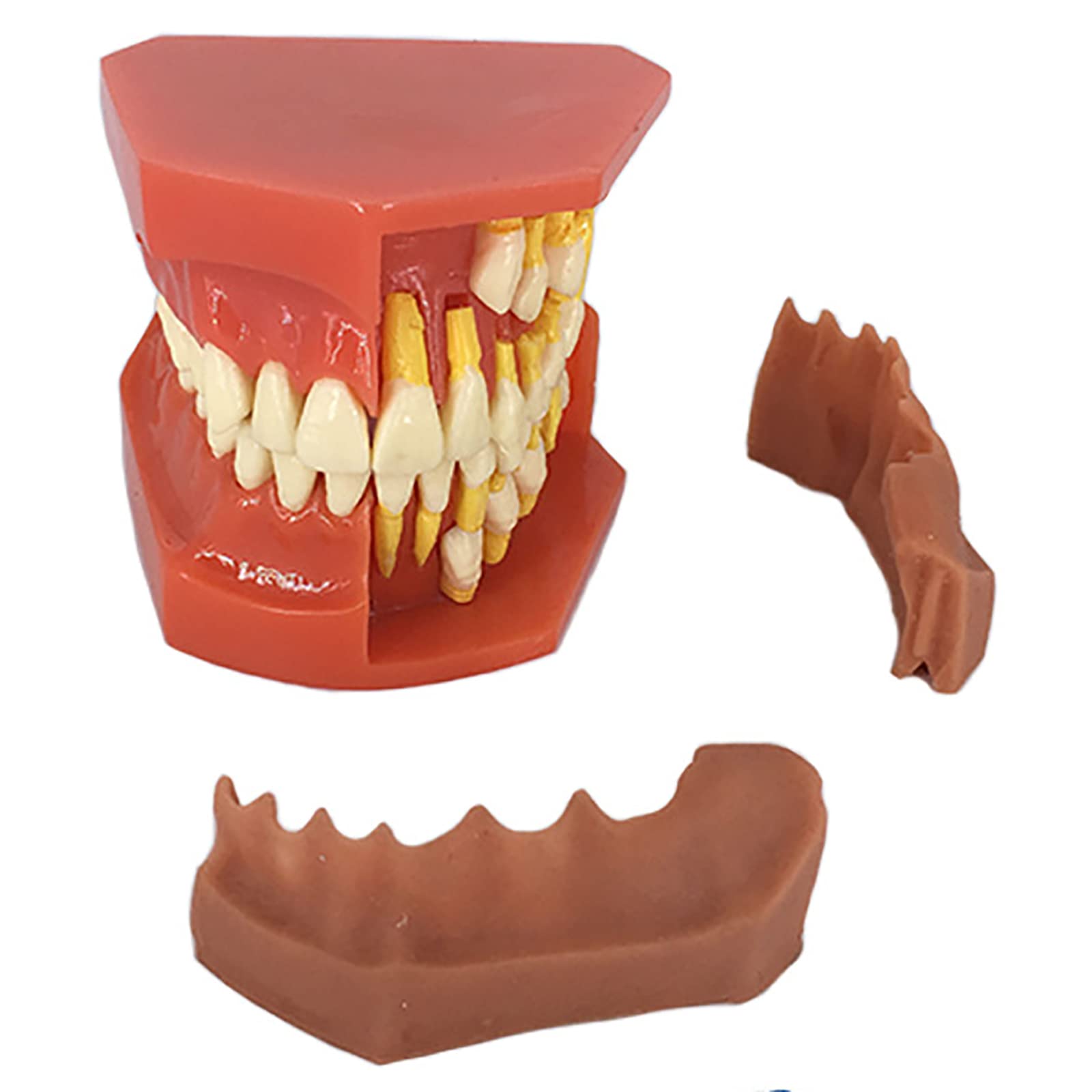 Buy JYKCBP Children's Milk Teeth Model, Teeth Eruption Development ...
