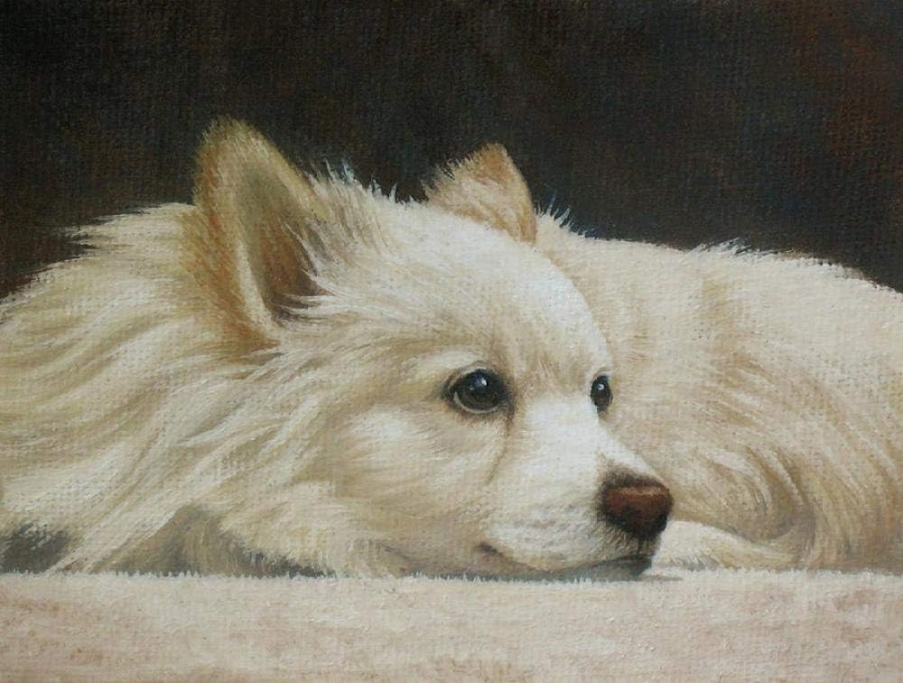 Amazon.com: DIY Filling Oil Canvas Paint by Number Kit American Eskimo ...