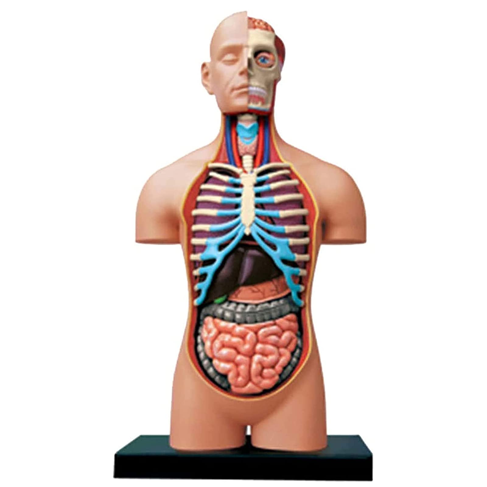buy-human-body-organs-model-anatomy-human-unisex-torso-assembly