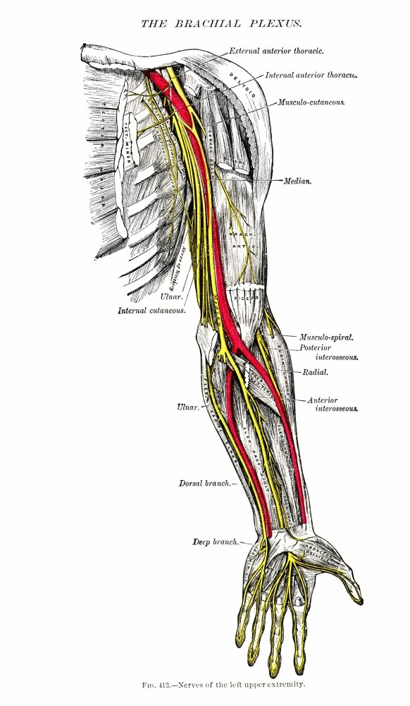Human Nervous System Arm