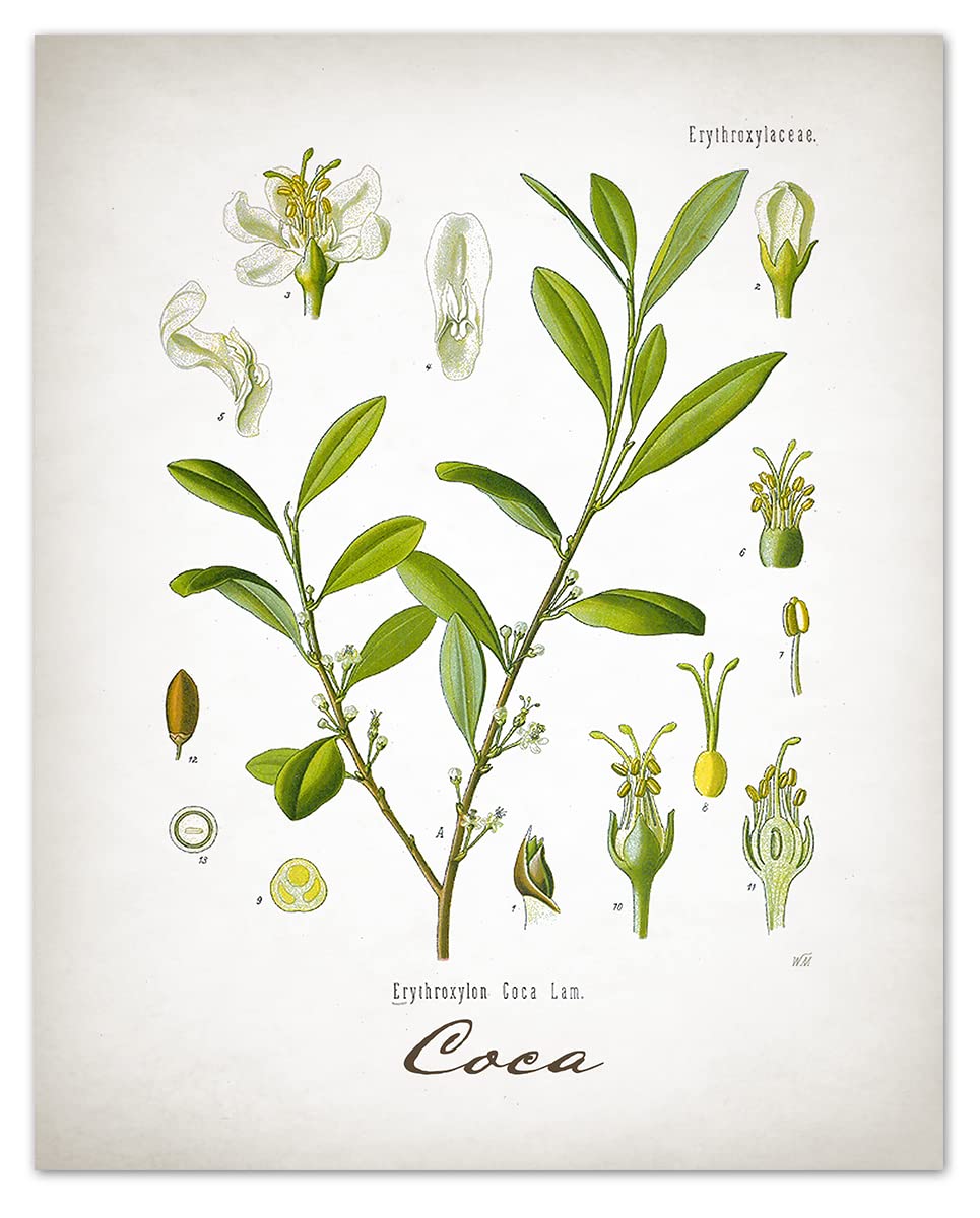 Amazon.com: Coca Plant Art Print - Antique Botanical Plant, Cocaine ...
