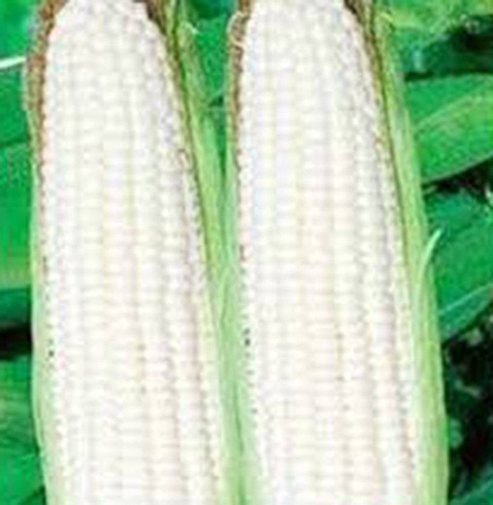 Amazon.com : Corn, White, STOWELL'S Evergreen, Heirloom, 100 Seeds ...