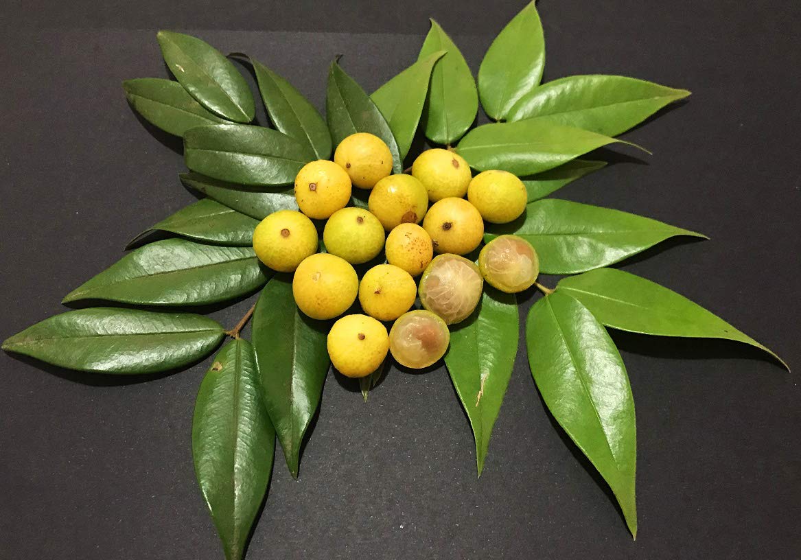 Royal Paradise Garden Rare E x otic Yellow Jaboticaba Myrciaria ...