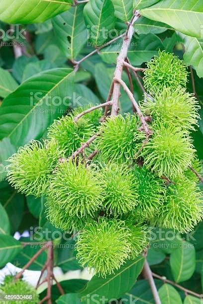 Cloud Farm Live Rare Yellow Rambutan Hybrid Exotic Fruit Seedling Live ...