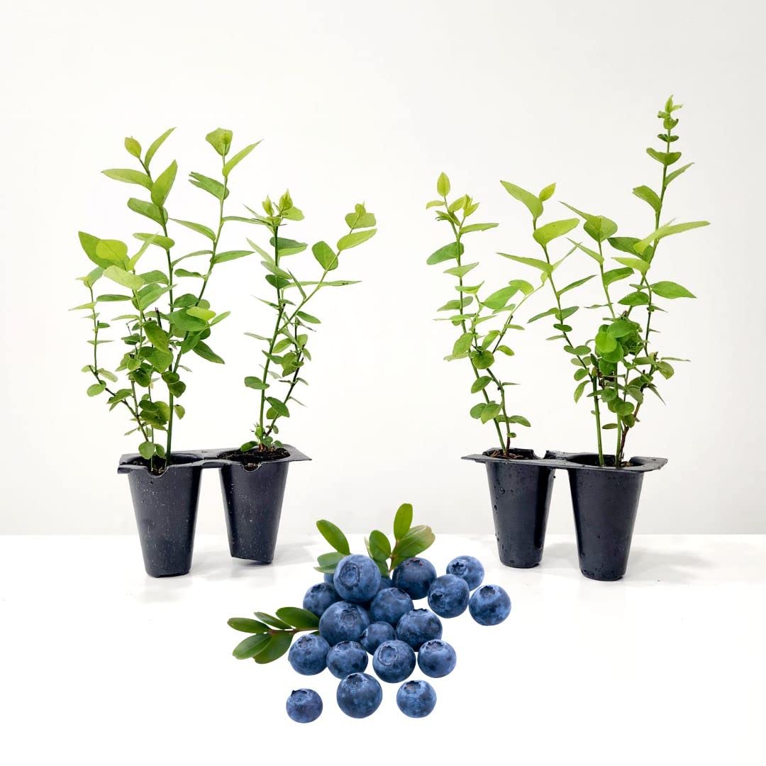 Amazon.com : Blueberry Plant Emerald Live for Sale (4 Pack) | Easy to ...