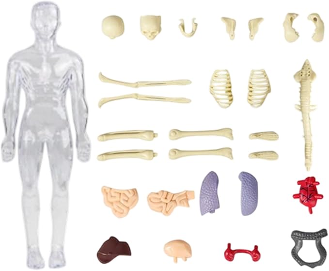 Human Body Toy,Human Body Anatomy Science Model - Interactive Realistic ...
