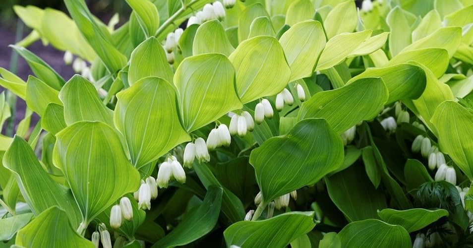Amazon.com : Solomon's Seal Plant - Polygonatum spp. Perennial Live ...