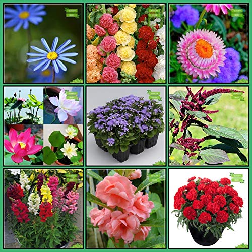 Creative Farmer Flowering combo plants - combo : Amazon.in: Garden ...