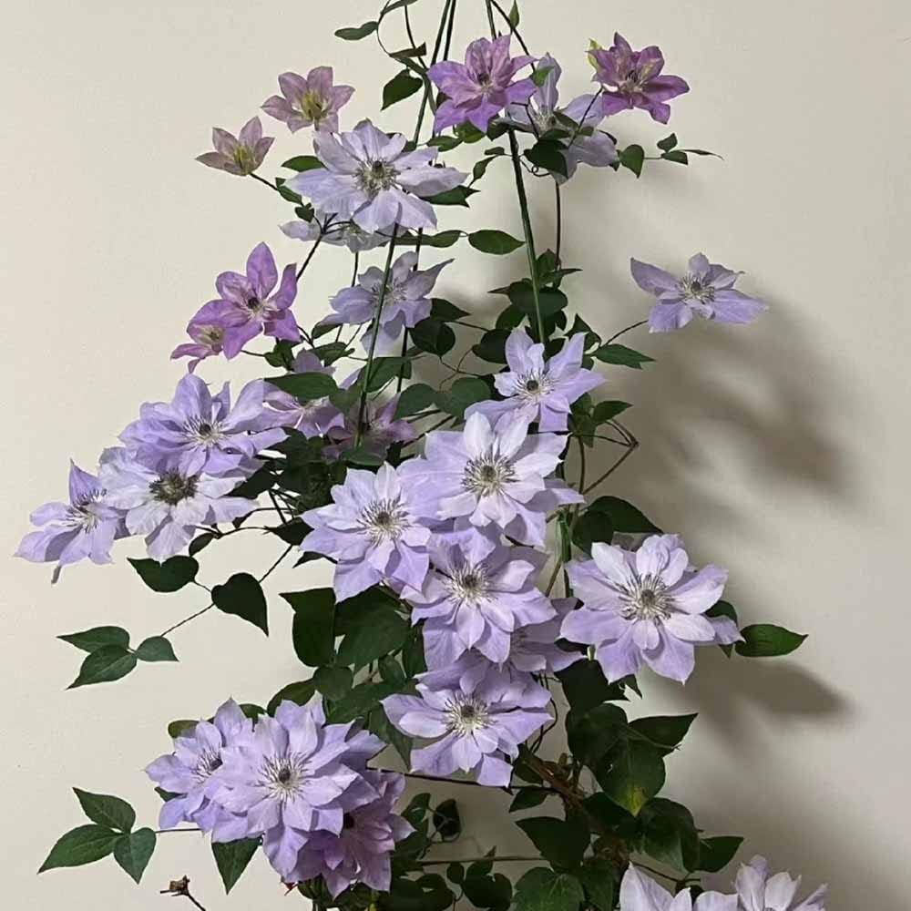 Clematide Rampicante Pianta Bulbi, Fiori Decorativi, Fiori Piante ...