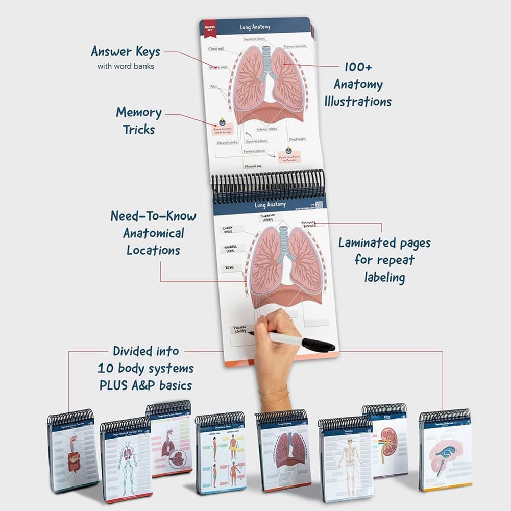 Anatomy And Physiology For Dummies Buy Anatomy Label Lab Workbook Human ...