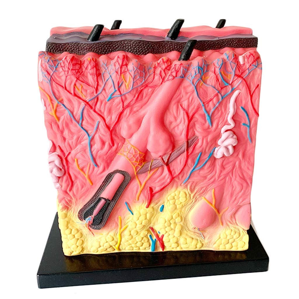 Buy Skin Model Anatomical Human Skin Structure for Biology Minimally ...