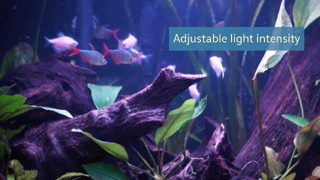 Watch Aqueon OptiBright Plus LED Light v2 on Amazon Live
