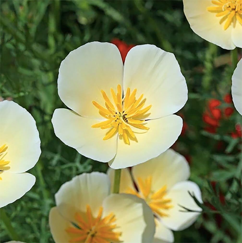 Amazon.com : White Linen Poppy Seeds - Approximately 1800 Seeds ...