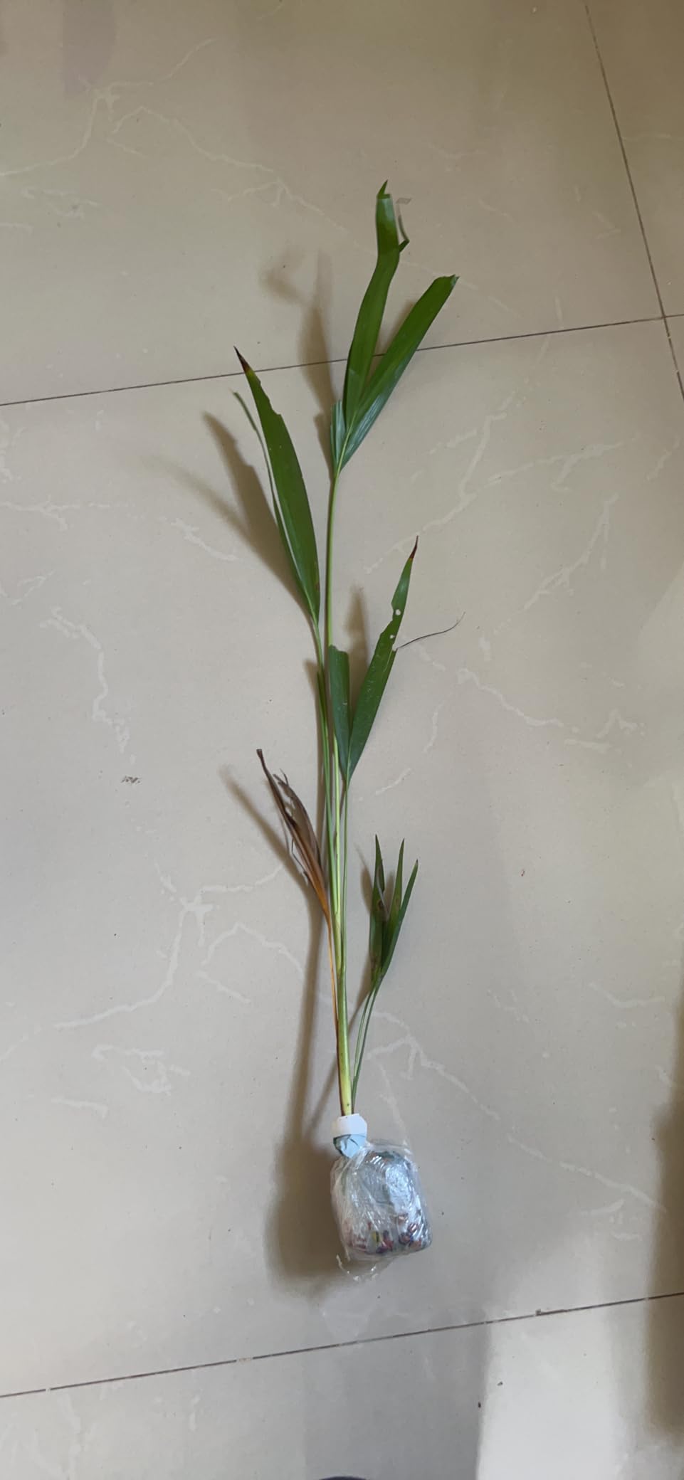 Erica palm live plant | live plant for erica palm | pack of 1 : Amazon ...