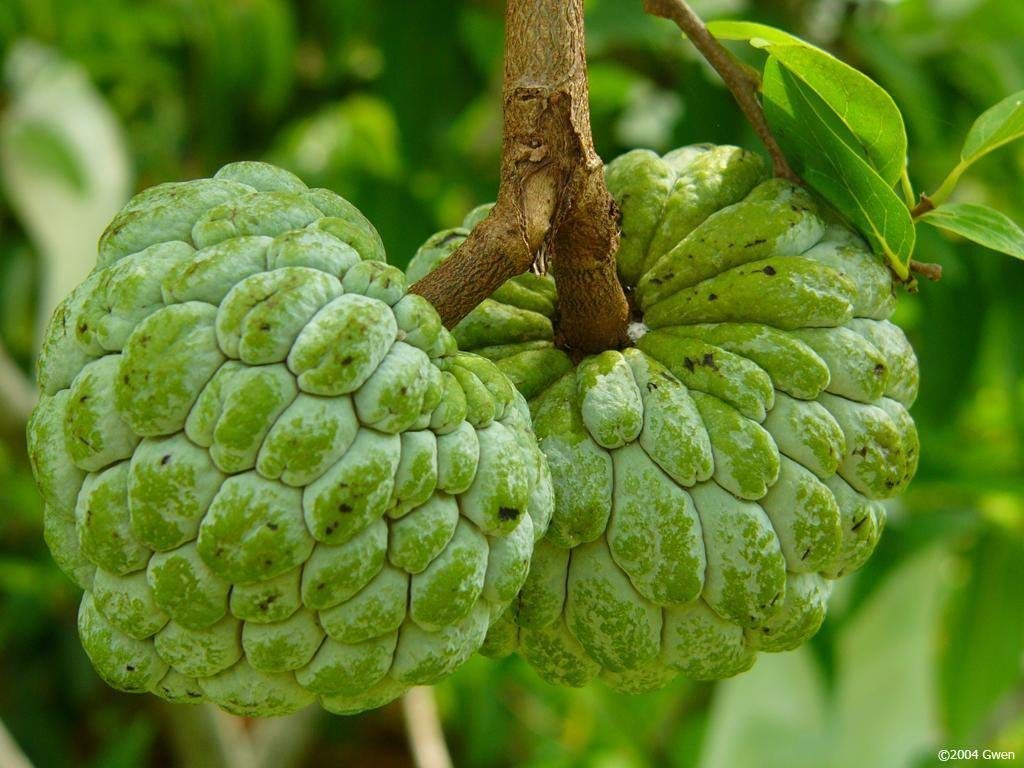 Creative Farmer Live Plant Indian Rare Sweet Custard Apple Annona ...
