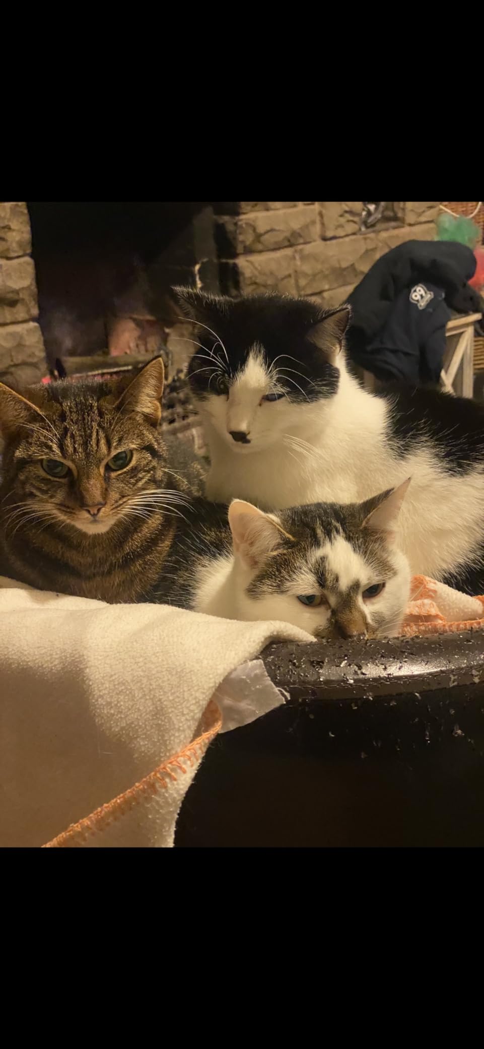 The World According to Spud: A Cat's View of Life: Amazon.co.uk: Walker ...