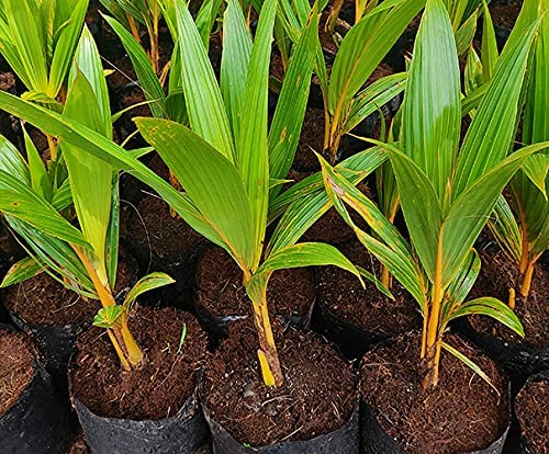 Trendygreens Rare Dwarf Green Malayan Coconut Nariyal Plant : Amazon.in ...