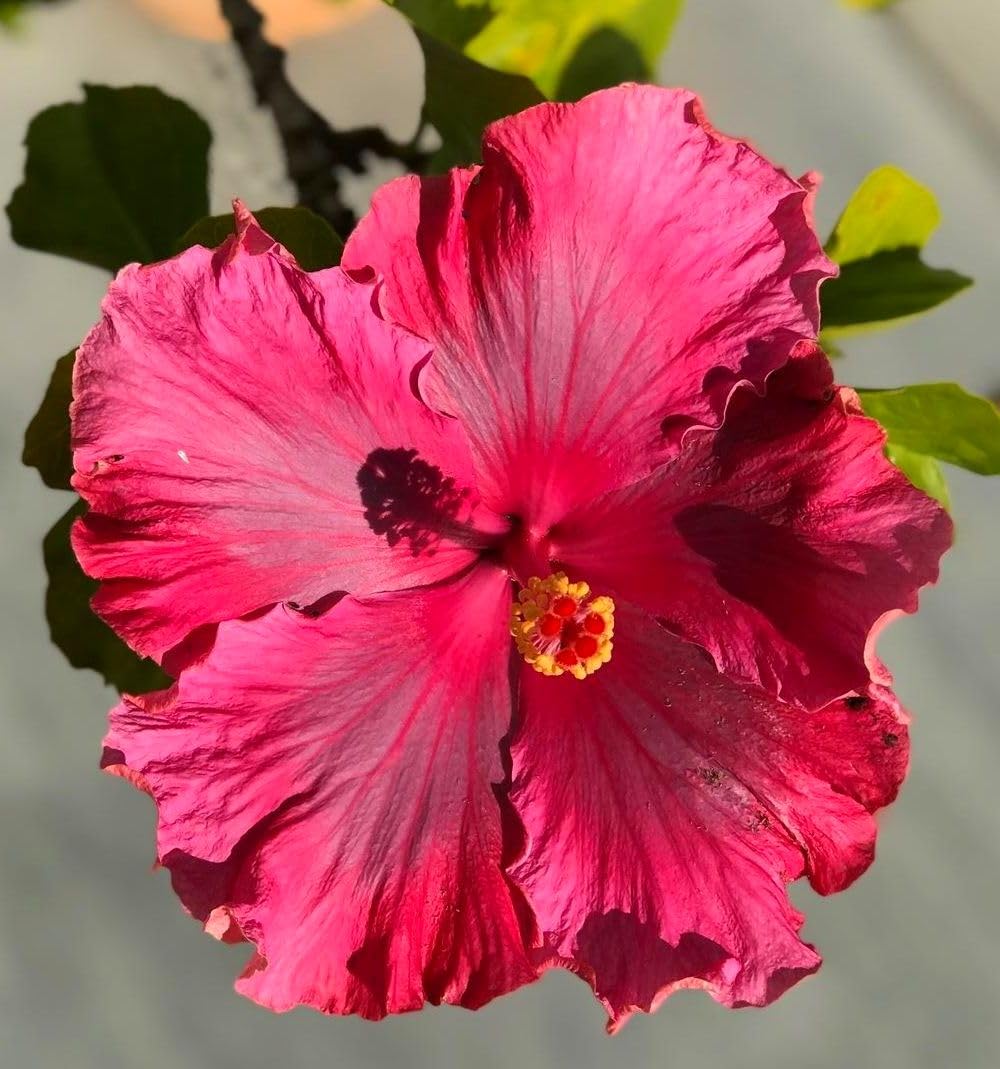 Amazon.com : 100 Pcs Mixed Hibiscus Seeds Giant Flowers Perennial ...