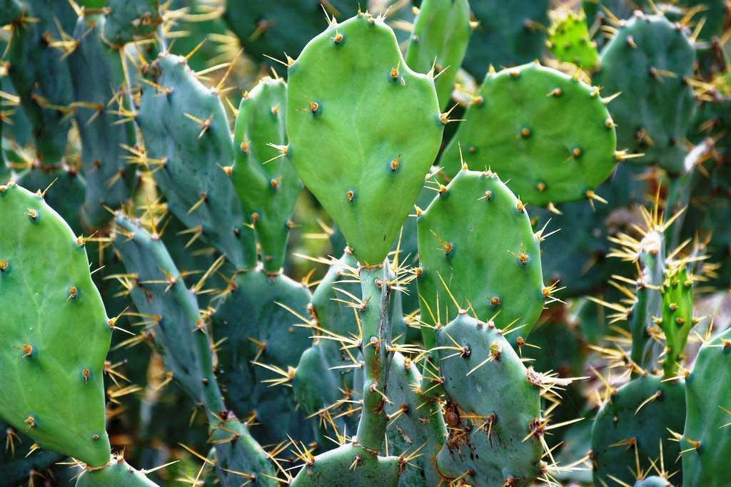 Plant House Live Nagfani, Nagphani, Prickly pear Medicinal Cactus ...