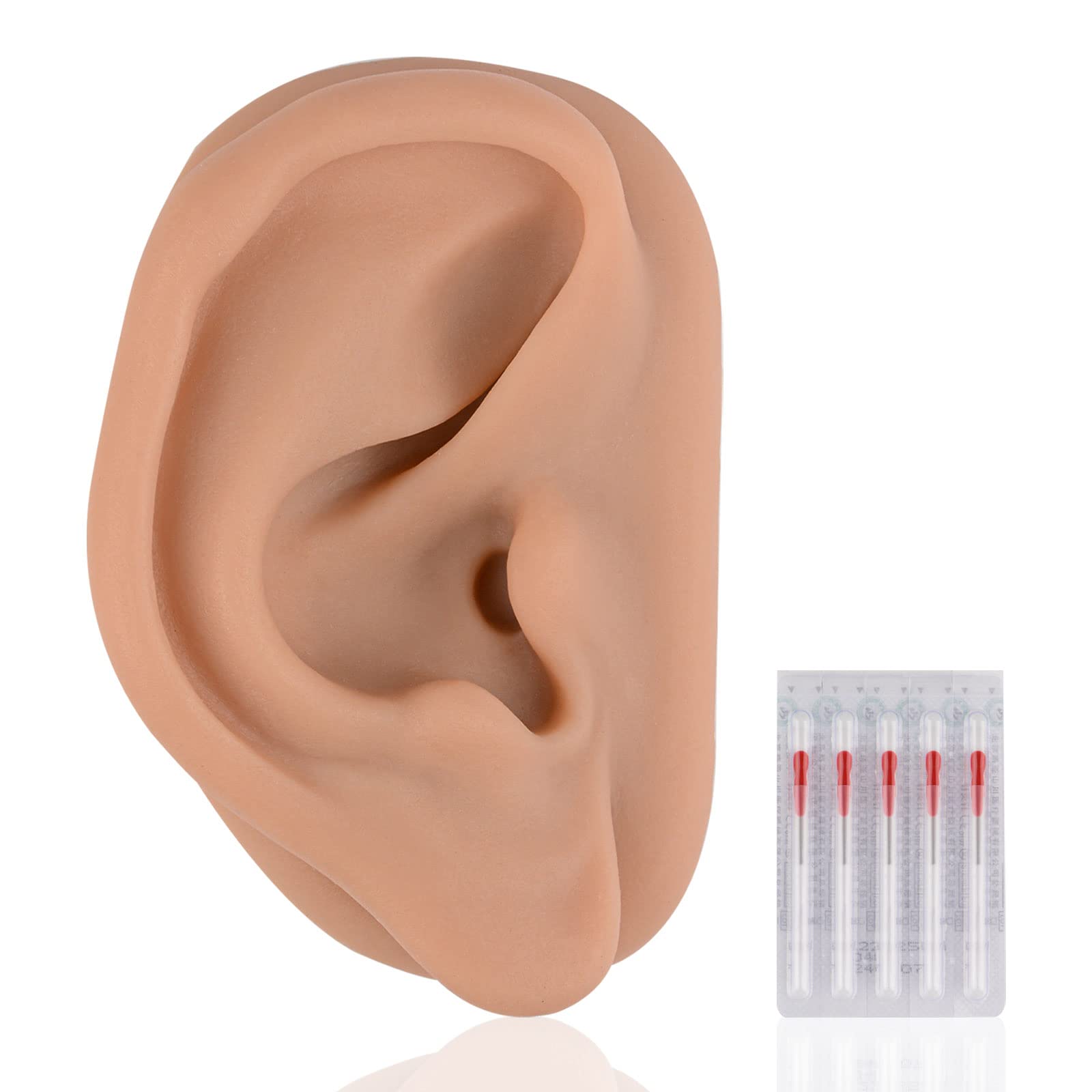 Amazon.com: Acupuncture Ear Model, Right Artificial Ear Replica for ...