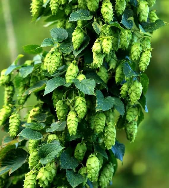 Hops - 40 Seeds + Freebie + Plant tag - Humulus Lupulus : Amazon.co.uk ...