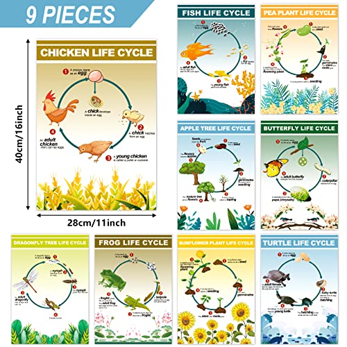 9 Pieces Science Biology Posters Life Cycles Bulletin Board - Want It All