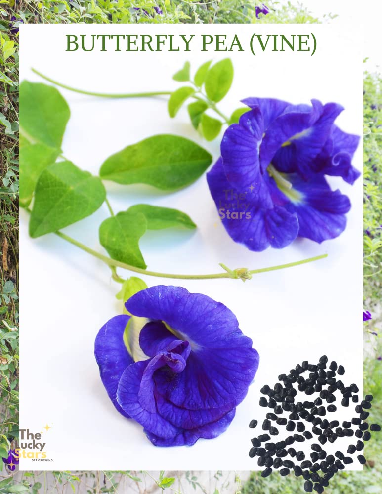 Buy 50 Butterfly Pea Flower - HOA Dau Biec - Blue Butterfly Pea Vine ...
