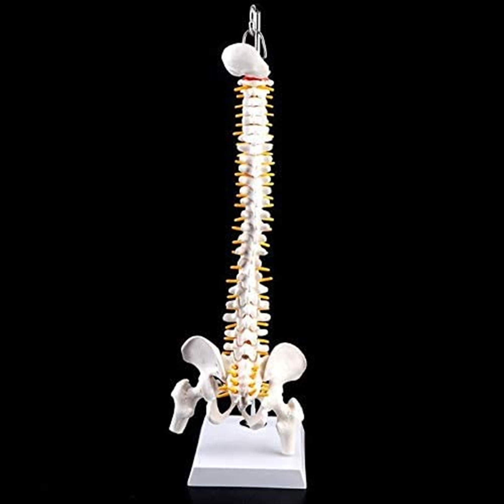 Buy Study Model Model 45Cm Flexible Vertebral Column Human Spinal ...