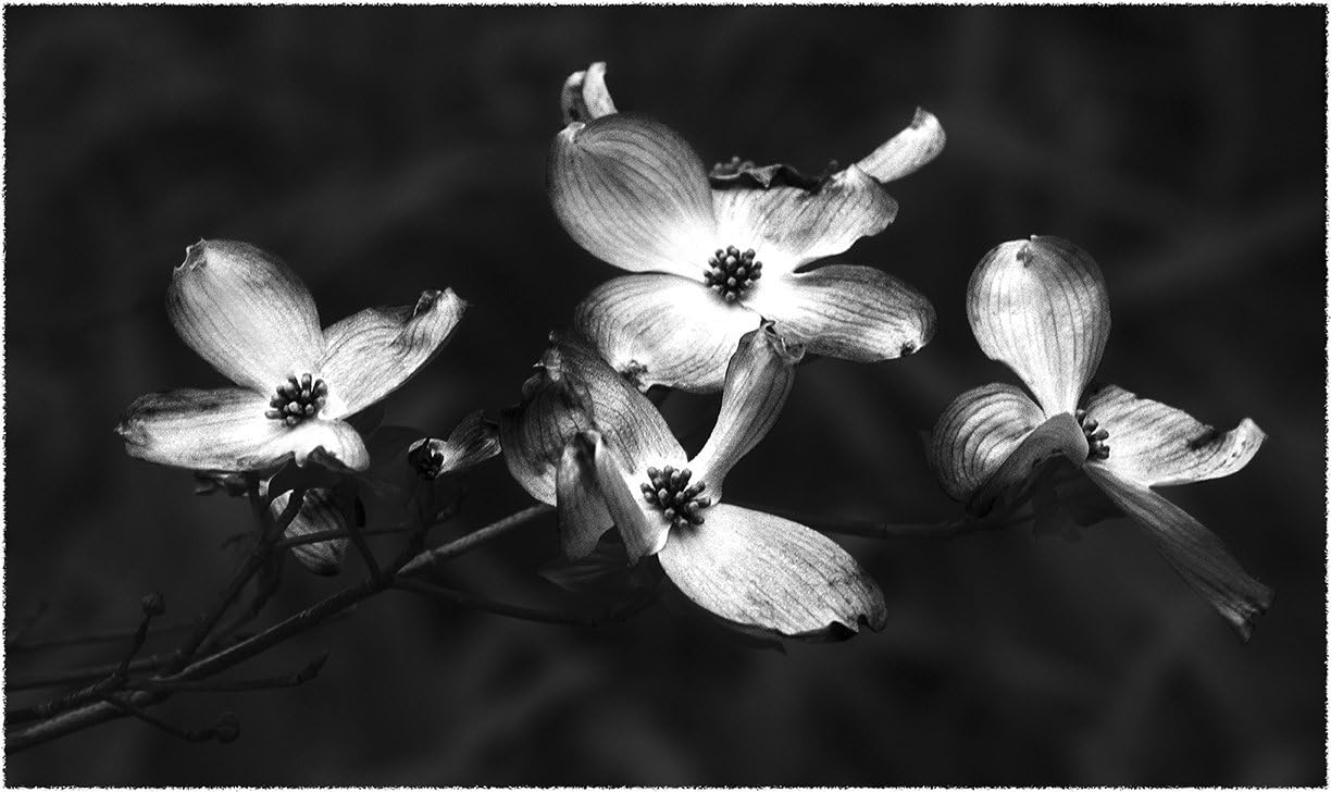 Amazon.com: Orchard Group Art Print by Harold Silverman: Posters & Prints
