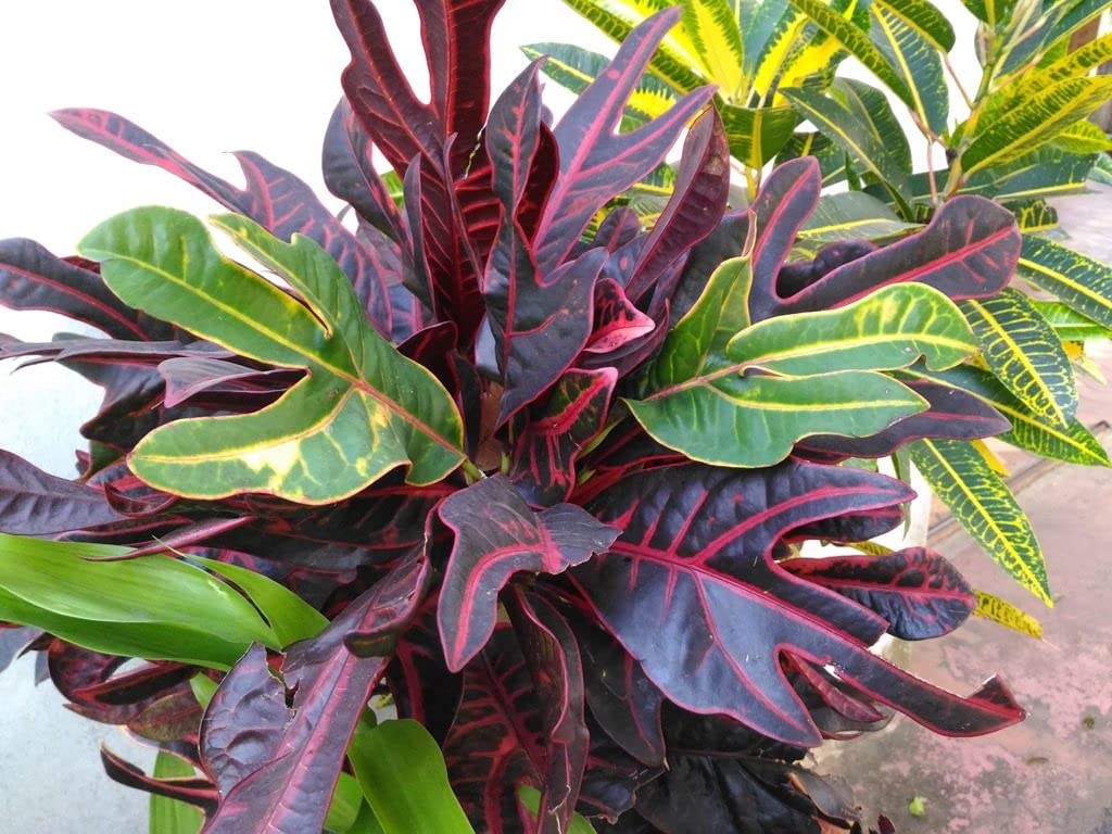 Mphmi Live Plant Nursery NCR Croton Variegatum, Codiaeum Variegatum ...