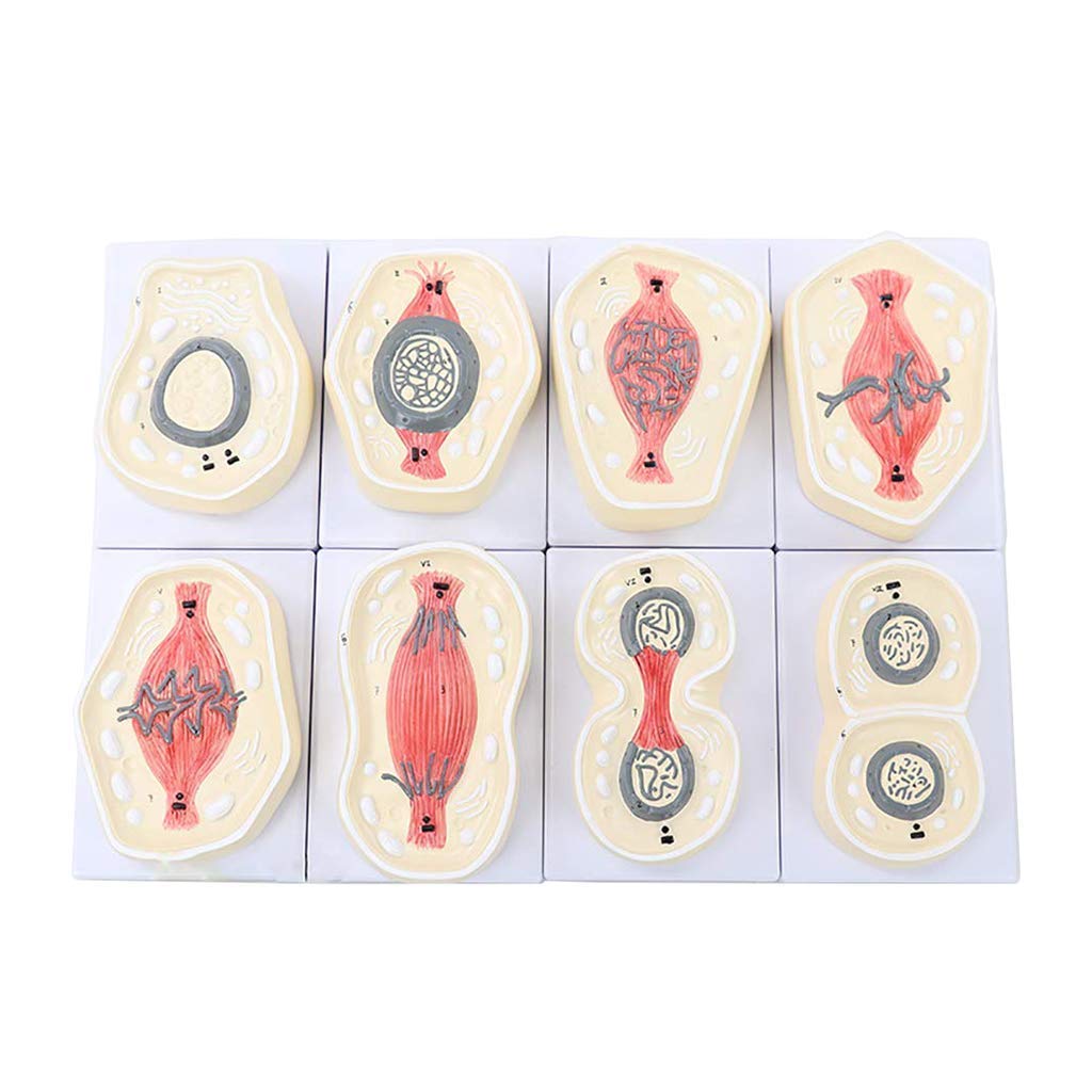 Buy Anatomical Cell Mitosis Model Indirect Splitting Chromosome Model ...
