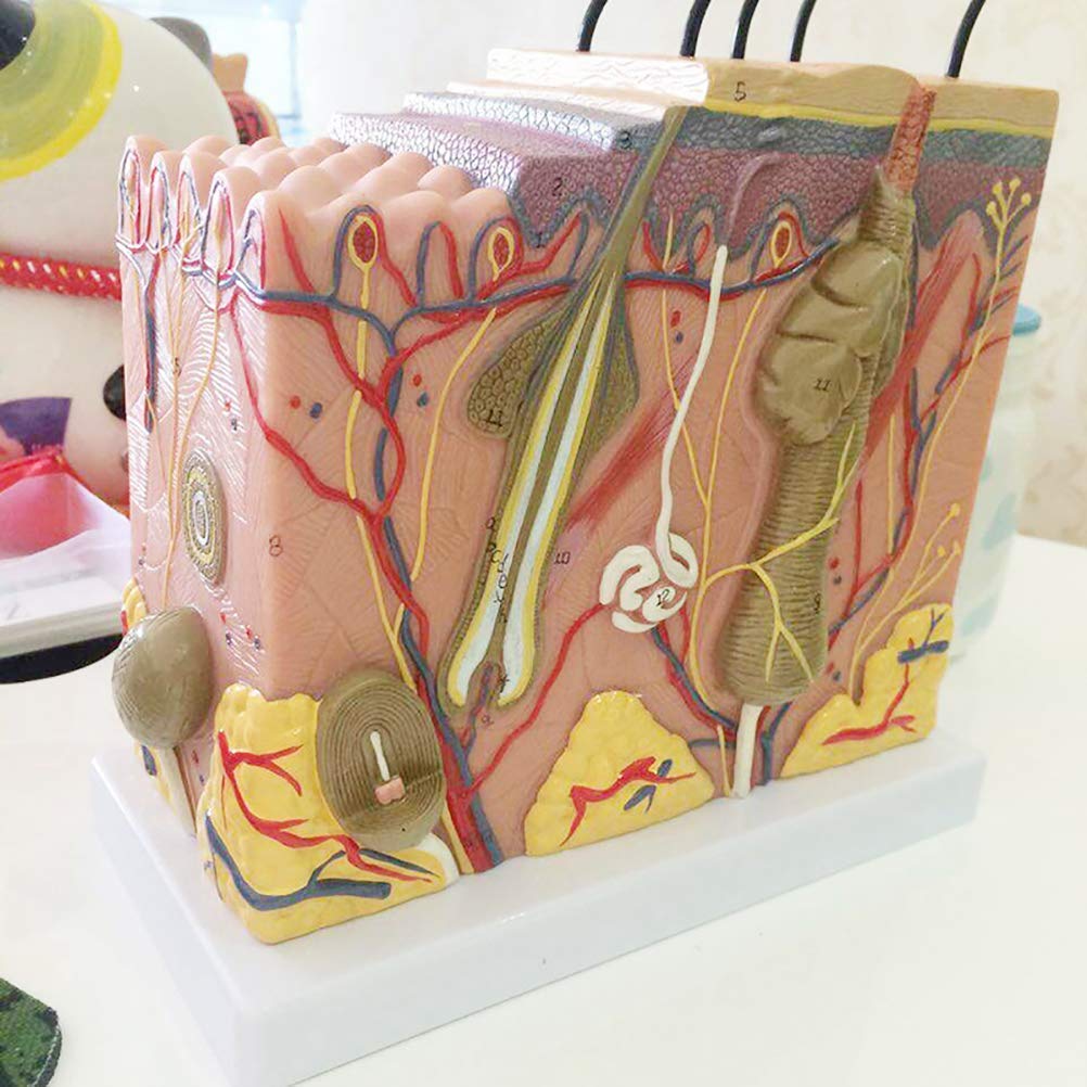 Buy Teaching Model, Assembly Human Skin Model, Skin and Hair Structure ...