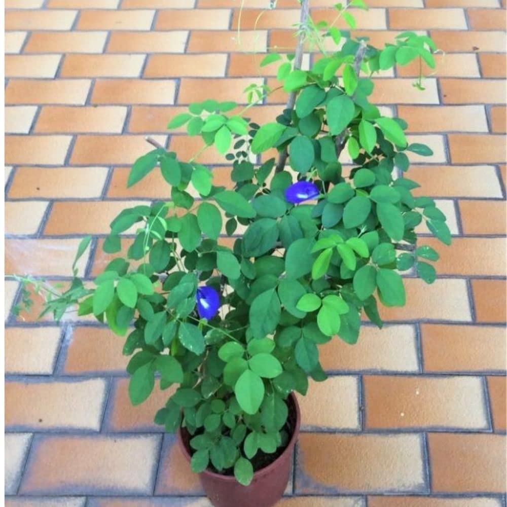 Bhajanlal Greenery Shankhpushpi Aparajitha Sangu Poo Clitoria Ternatea ...