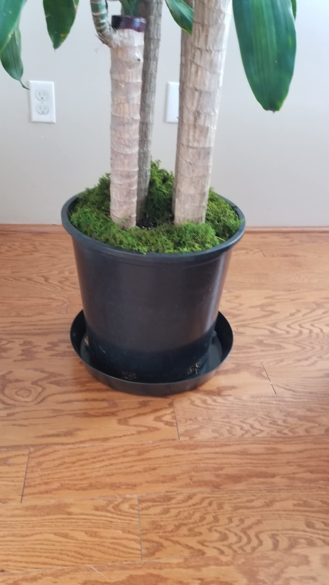 Amazon.com : Gro Pro Plant Saucer, 14-Inch, Black (724938) : Patio ...