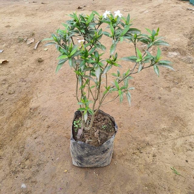Chandni Dwarf (Any Colour) In 6 Inch Friendly Plant Nursery Bag ...