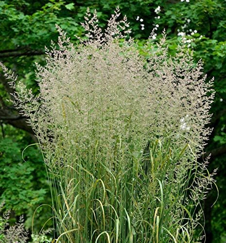 Reitgras Karl Förster - Calamagrostis acutiflora : Amazon.de: Garten