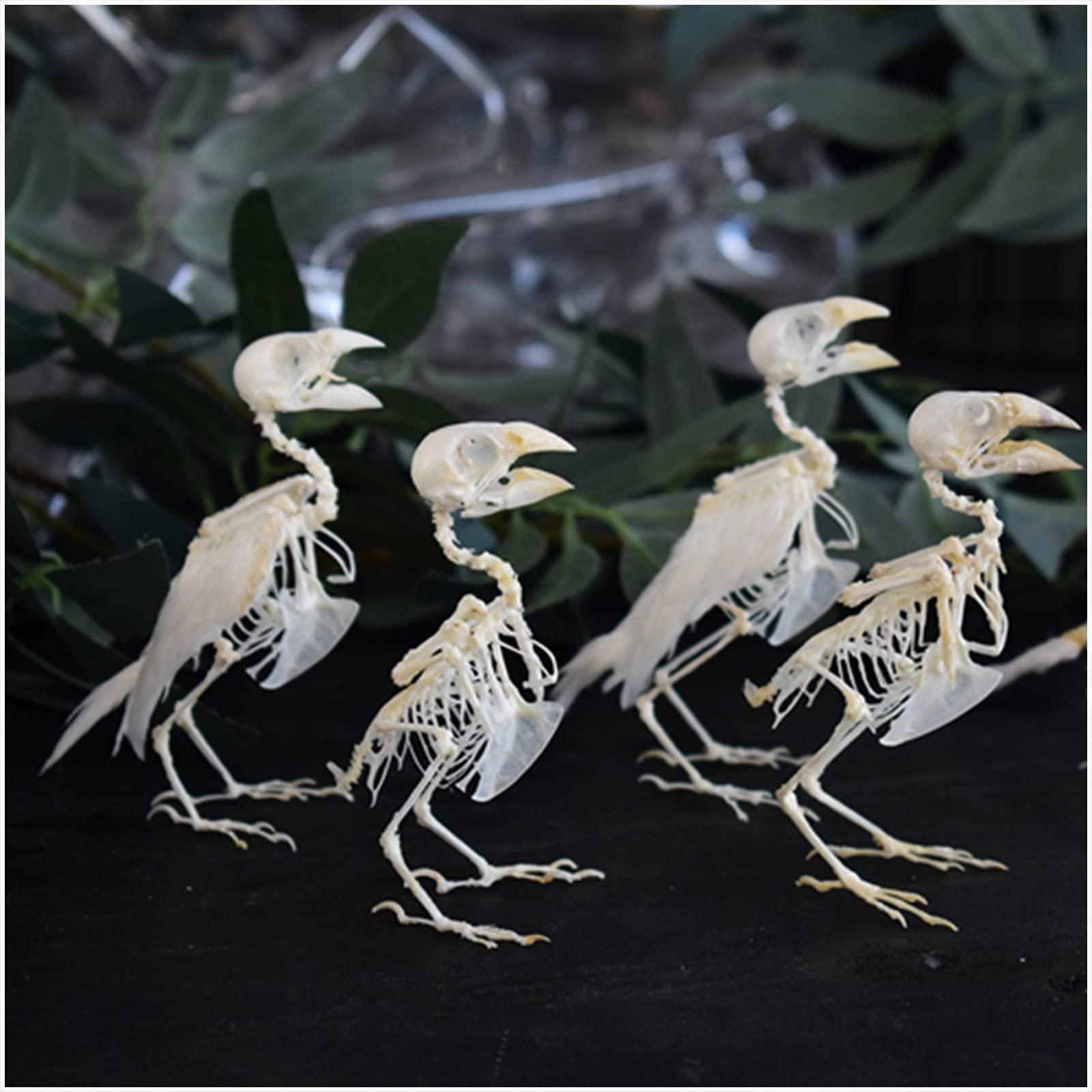 Pigeon Skeleton Specimen Complete Bird Bone Model Taxidermy Animal ...