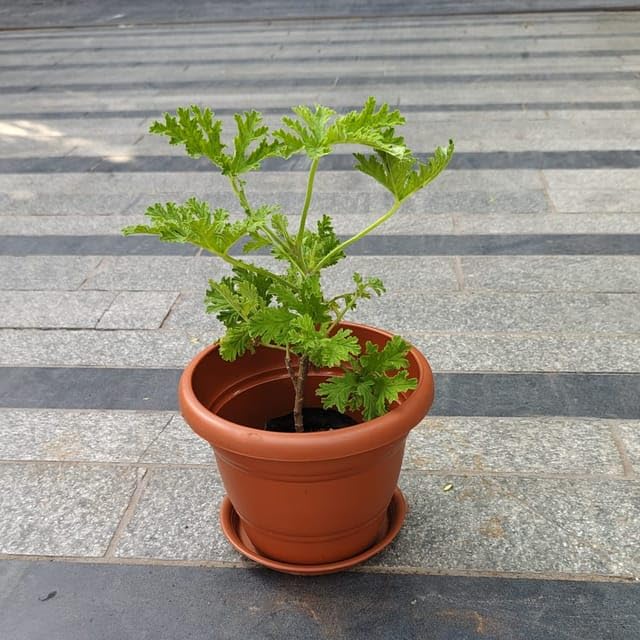 Celery/Paneer Patra in 7 Inch Plant Natural Miniature Live Outdoor ...