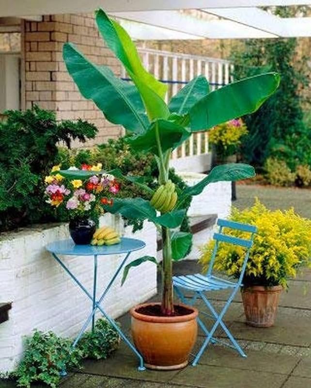Grand nine G9 Banana Fruit Plant Kela Tree Live Plant Original Hybrid ...
