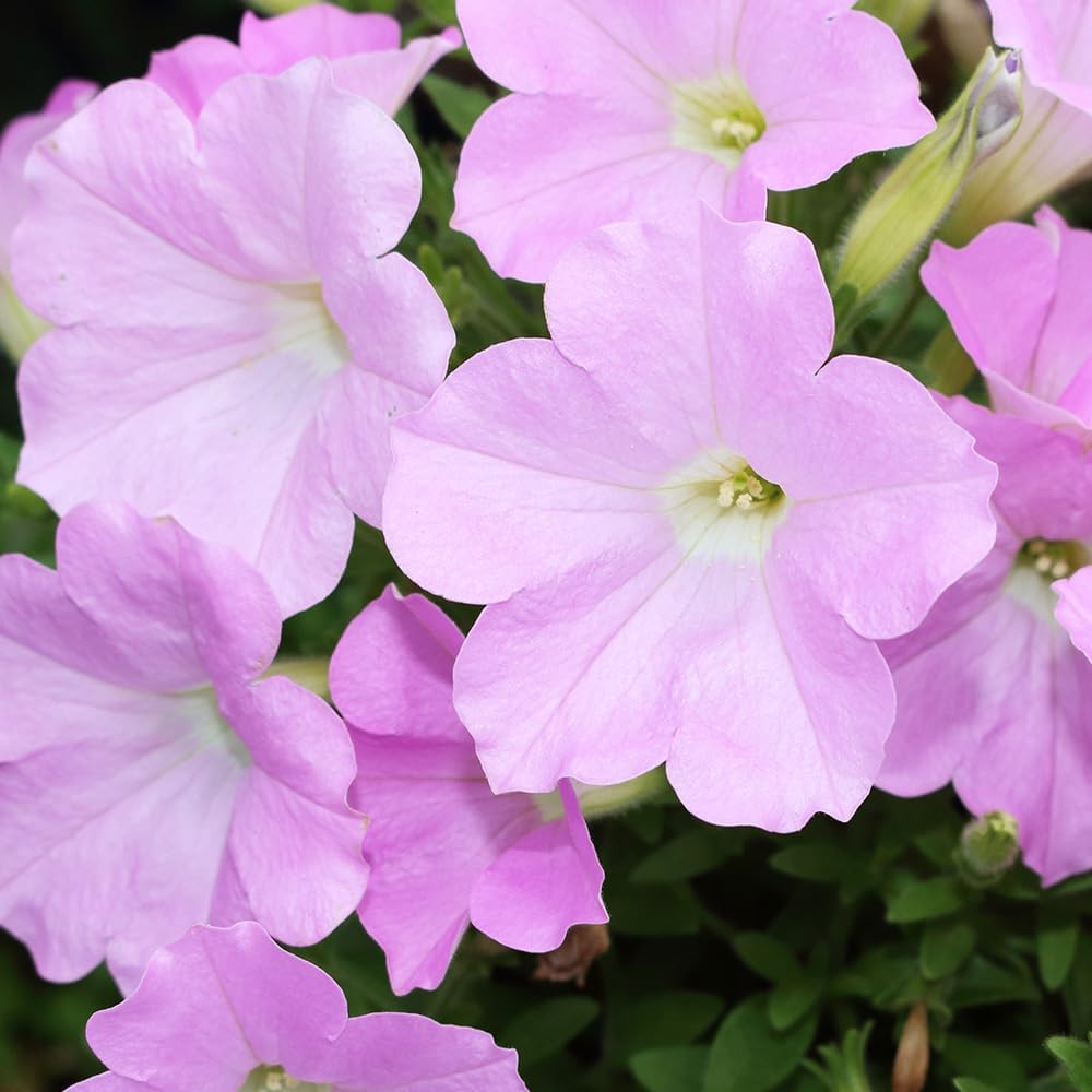 Amazon.co.jp: ITANSE ペチュニア さくらさくら 3号 4個セット 品種で選べる花苗 ナス科ペチュニア属 (ツクバネアサガオ属) 耐寒性多年草 別名 衝羽根朝顔 : DIY ...
