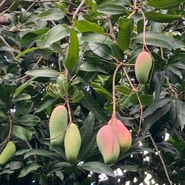 Punarva Mango PlantAmm PlantThai Mahachanok Mango " Hybrid Healthy Live ...