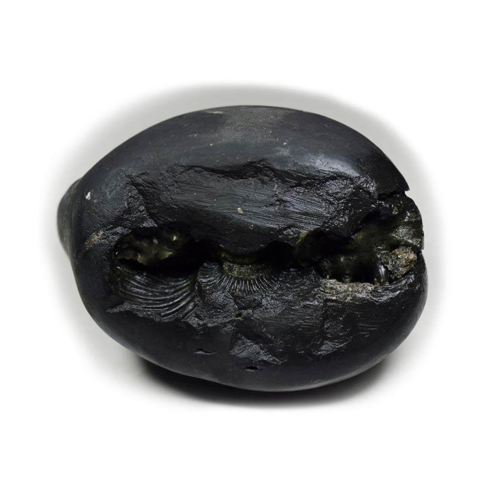 Global Original Laxmi Narayan Shaligram Shila From Gandaki River In ...