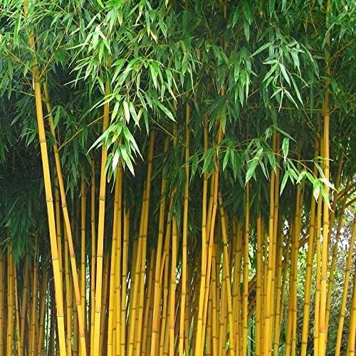 FloraPlax Live Bamboo Palm Plant | Bans Ka Podha | For Garden Plant ...