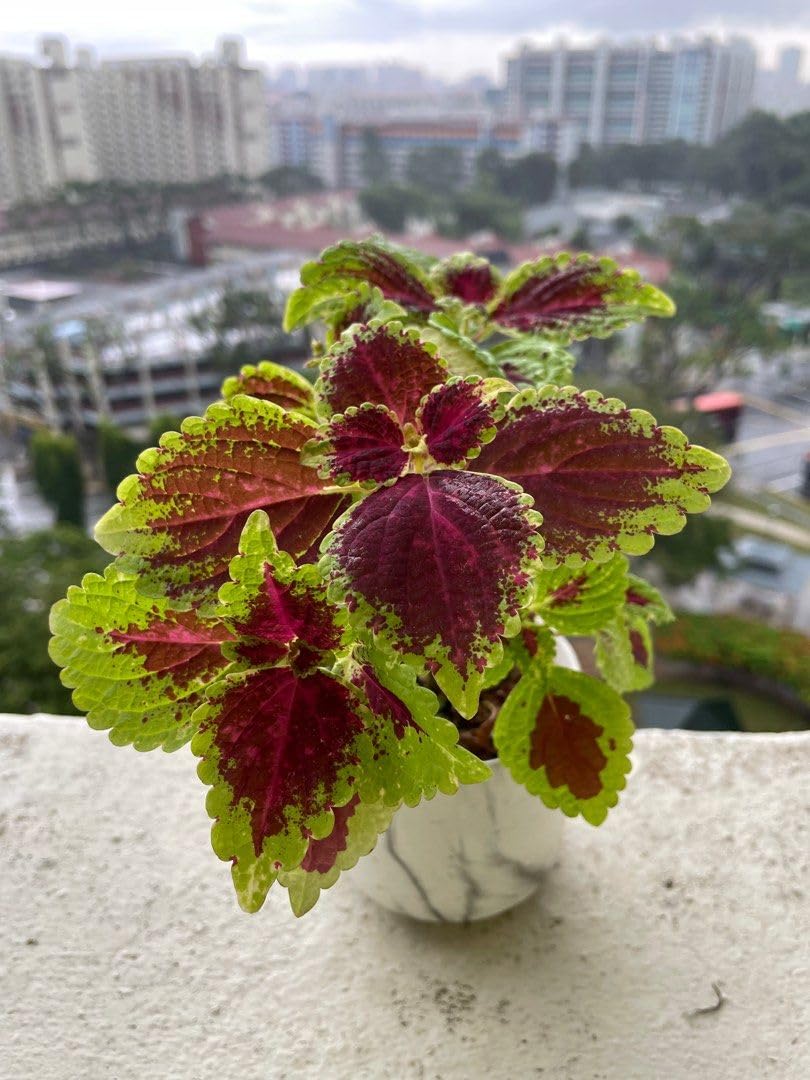 Common coleus flower plant (Pack of 1) : Amazon.in: Garden & Outdoors