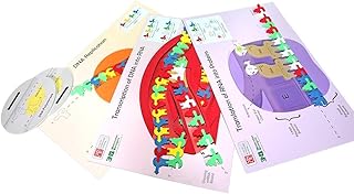 Key Proteins In Dna Replication: Their Functions And Roles | MedShun